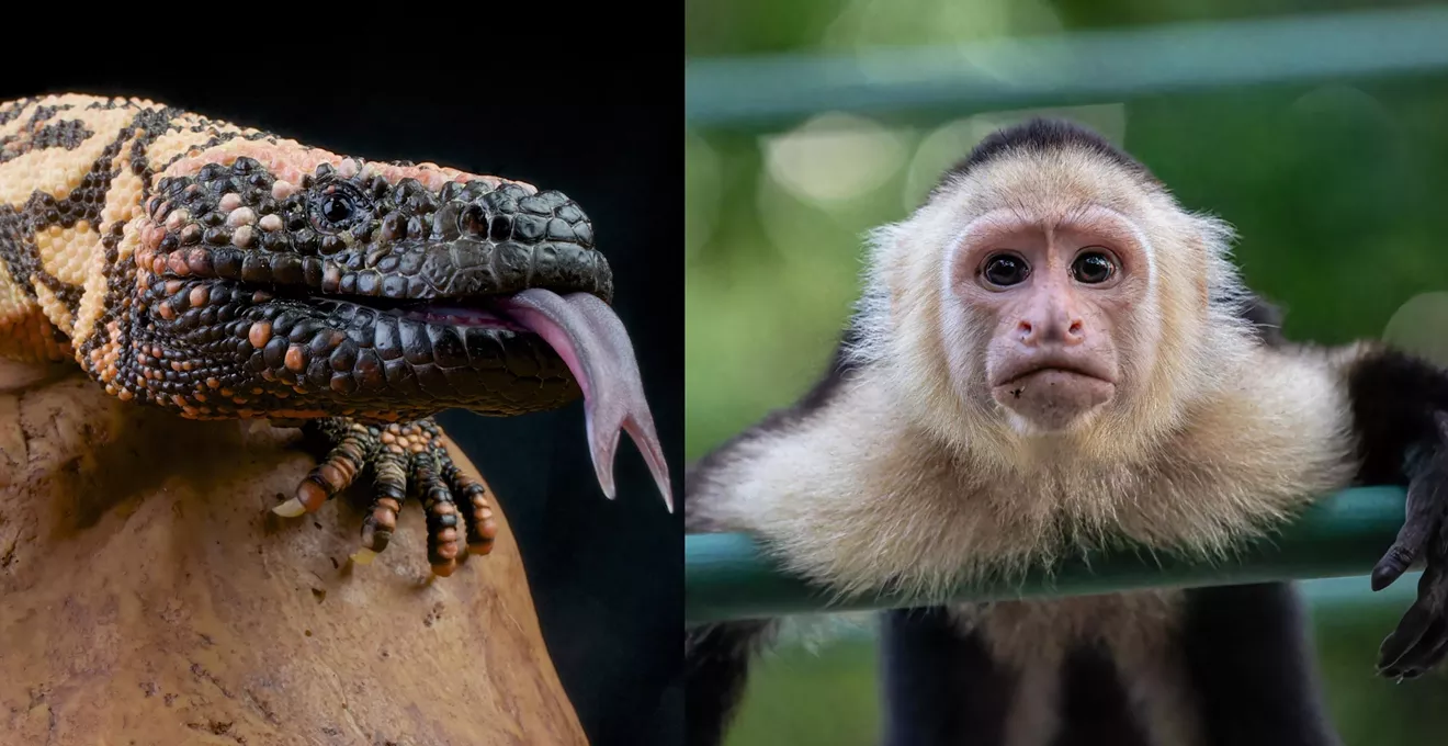 PETA Demands Miami Roadside Zoo Investigation After Animal Attacks ...