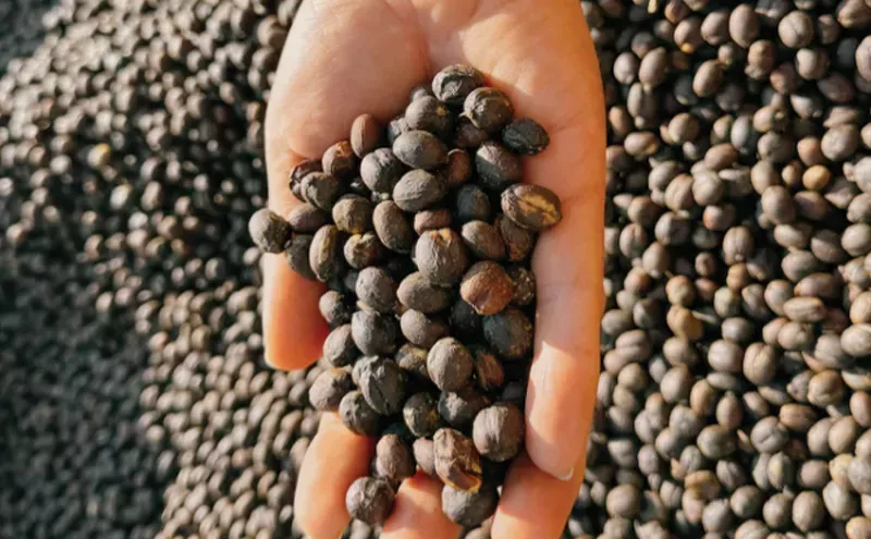 Miami Music News and Reviews: The Best Local Bands in Miami, FL