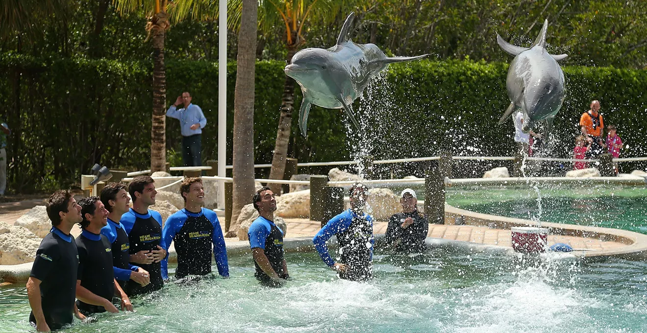 County Terminates Miami Seaquarium Lease, Citing Poor Animal Care ...