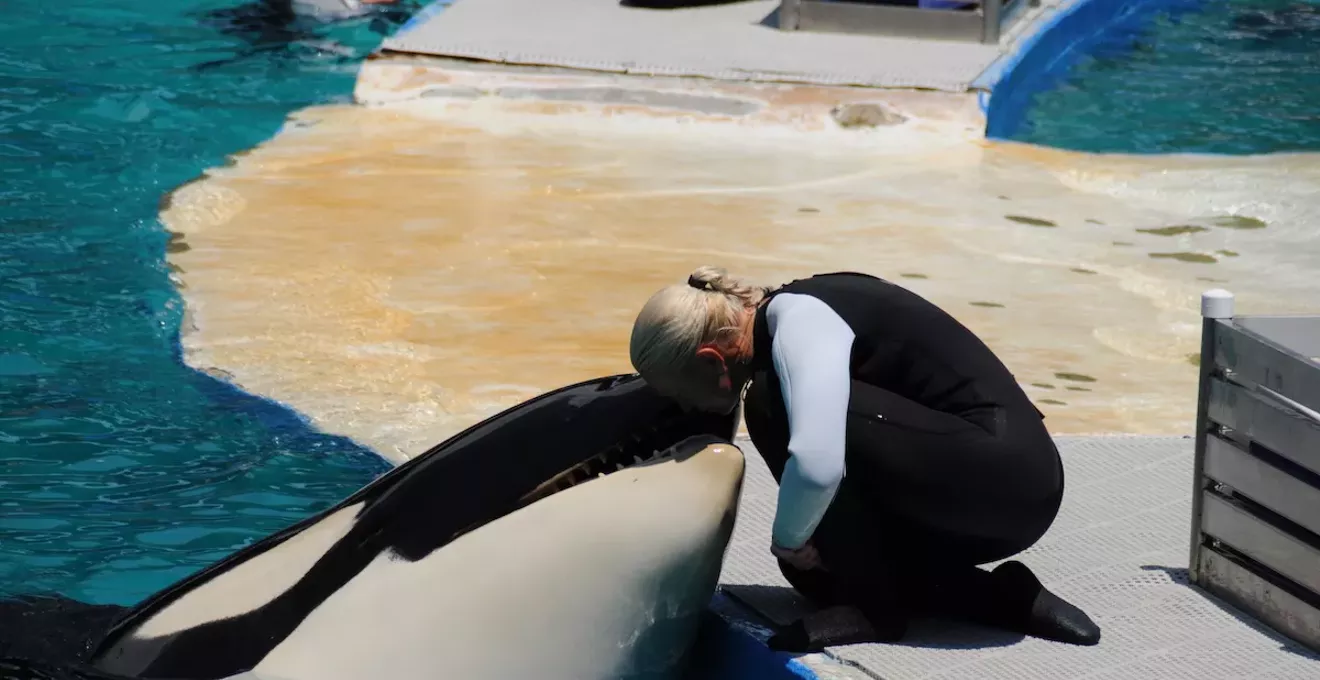 Miami Seaquarium Plans to Release Lolita the Orca After 50 Years in ...
