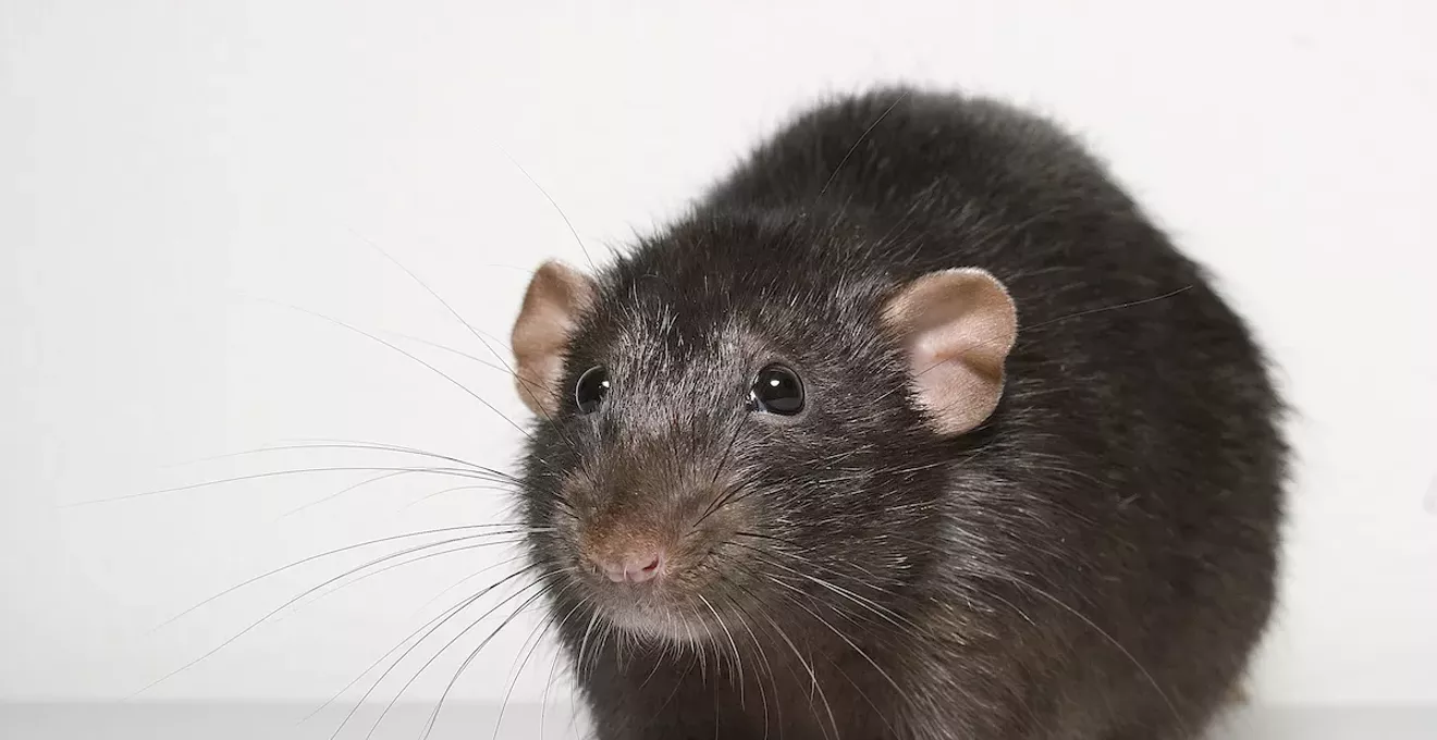 How Plastic Rats Became Forever Linked to the Florida Panthers | Miami ...