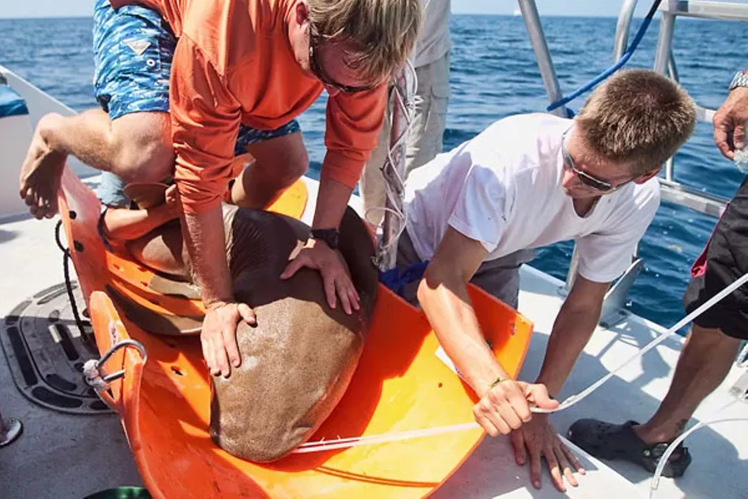 Shark Tagging Expedition Off the Florida Keys | Miami | Miami New Times ...