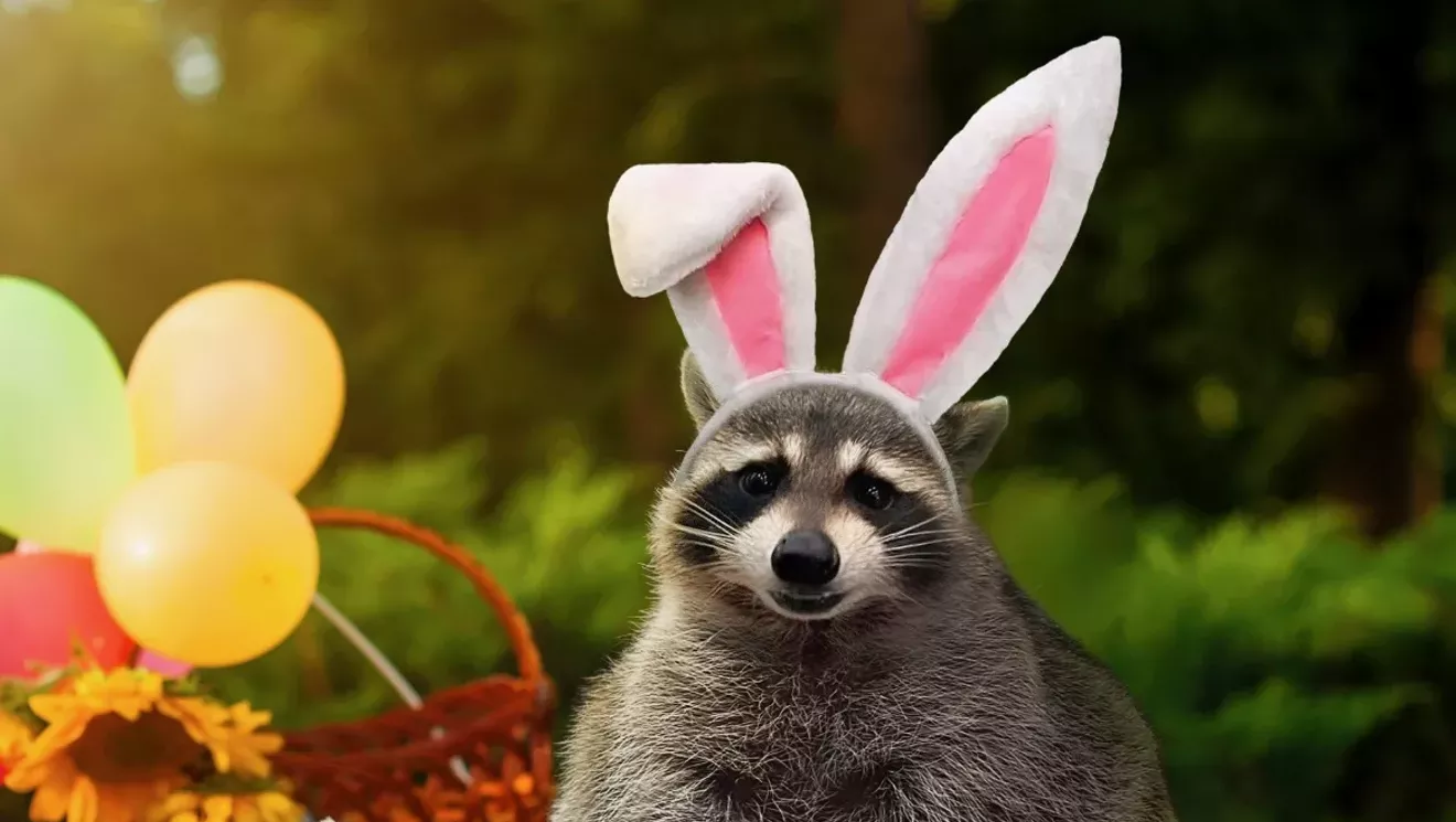 Miami-Based Louie the Raccoon Wins 2024 Cadbury Bunny Contest ...