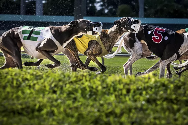History of Greyhound Racing in Florida | Miami New Times
