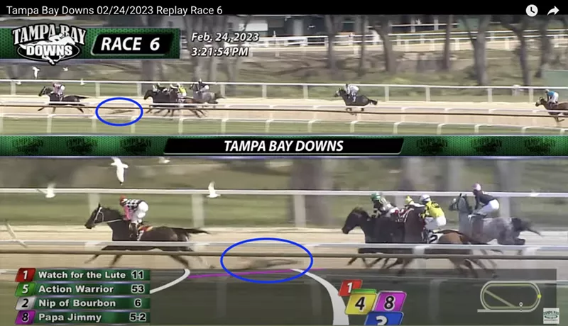 Race Horses Narrowly Avoid Alligator Collision at Tampa Track | Miami ...