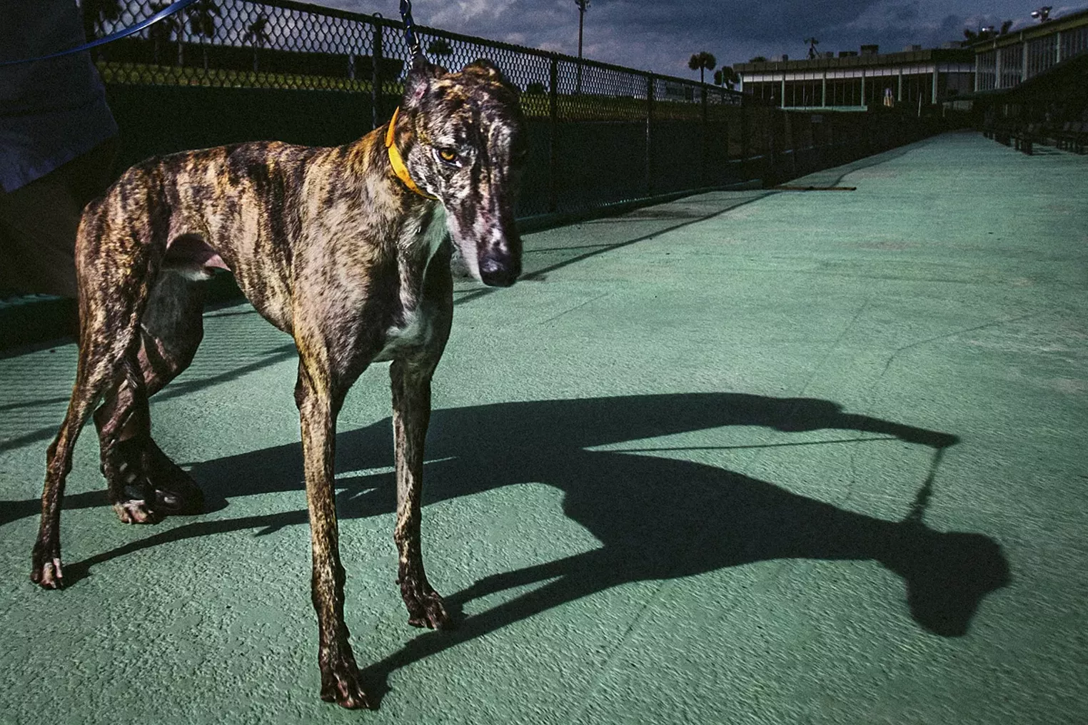 History Of Greyhound Racing In Florida Miami New Times