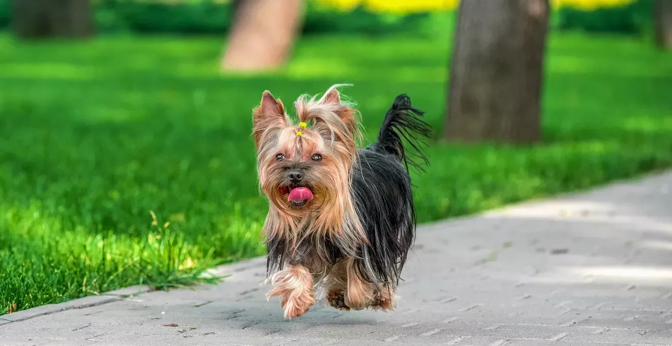 VIDEO: Yorkie Steals the Show in Miami Police Takedown | Miami New Times