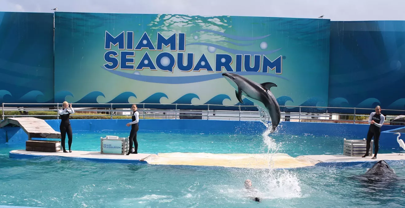 Li'i the Dolphin, Lolita's Miami Seaquarium Tankmate, Moved to SeaWorld ...